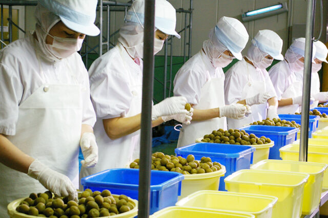 The Arrival of Ume Season - CHOYA Umeshu USA