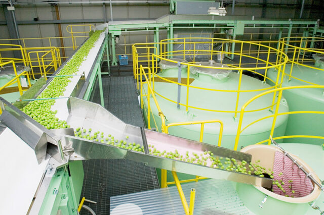 The Arrival of Ume Season - CHOYA Umeshu USA