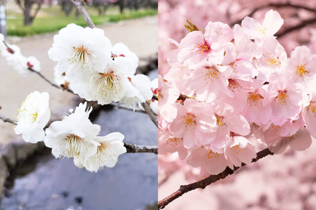 Ume vs Sakura Exploring the Differences Between Japan's Iconic Blossoms ...