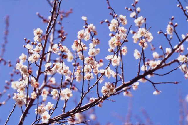 Ume vs Sakura Exploring the Differences Between Japan's Iconic Blossoms ...
