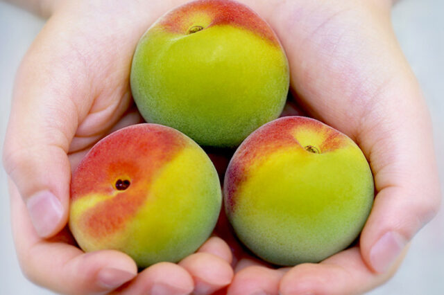 What is Ume? - CHOYA Umeshu USA